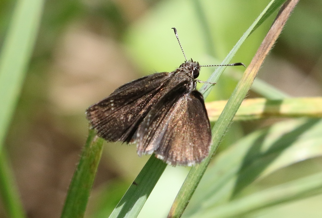 Celia's Roadside-Skipper (San Antonio Missions National Historical Park Butterfly Guide 🦋 ...