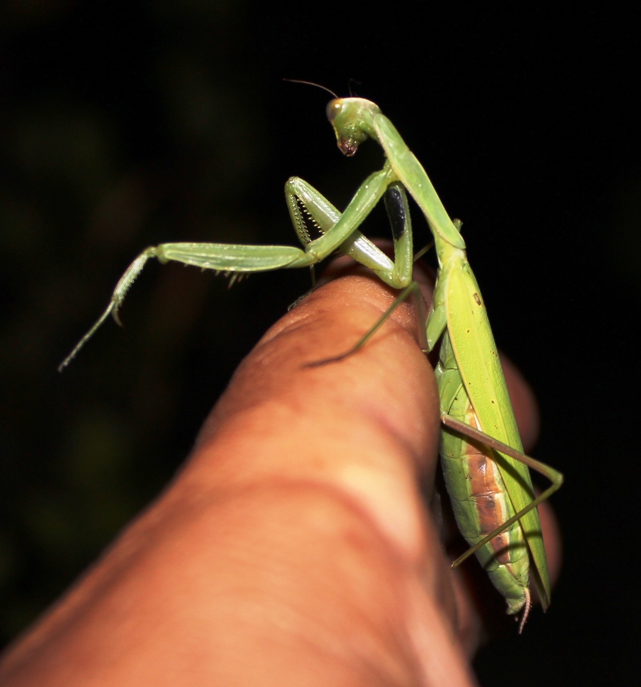 Paramantis sacra Thunberg, 1815