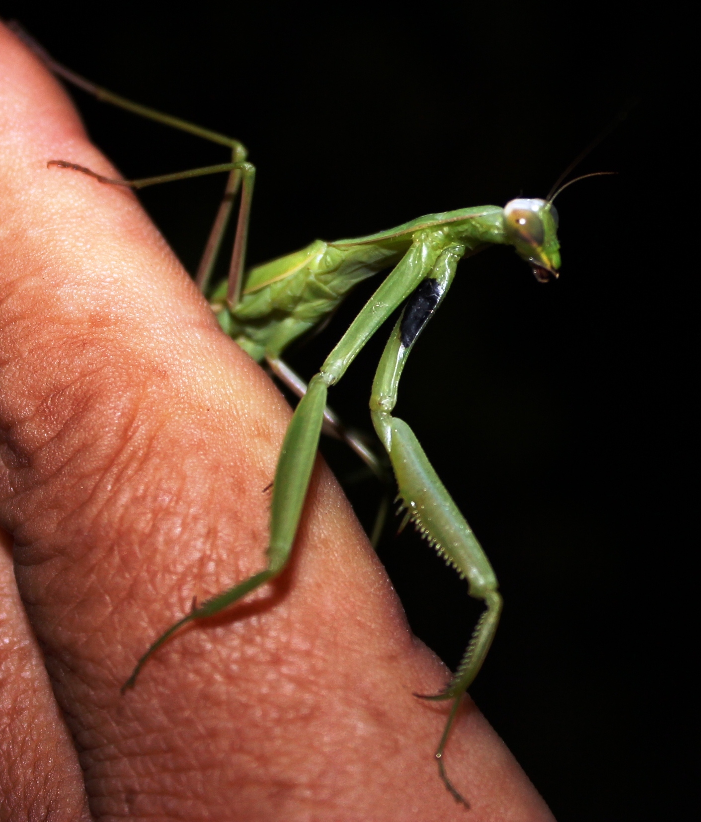 Paramantis sacra Thunberg, 1815