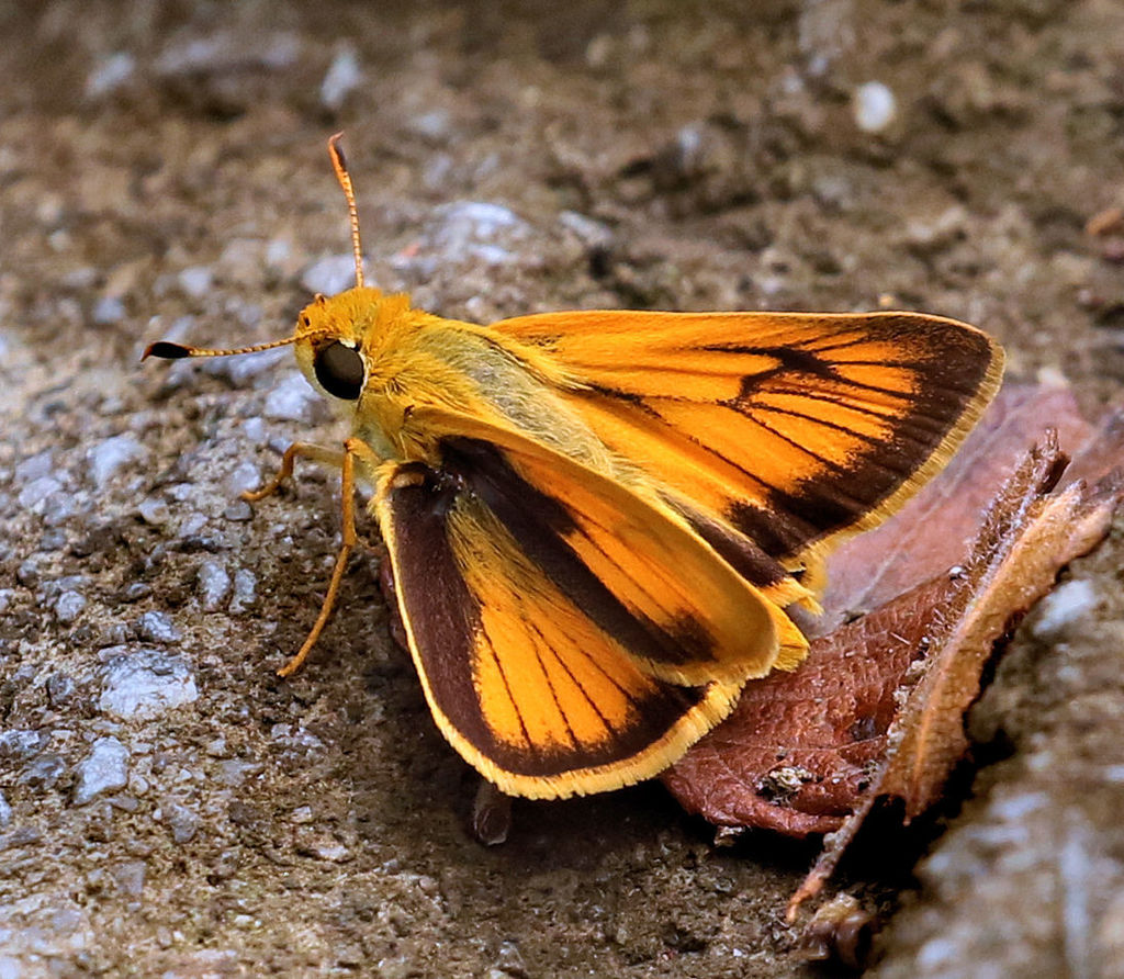 Delaware Skipper (Insects of the Fort Worth Botanic Garden) · iNaturalist