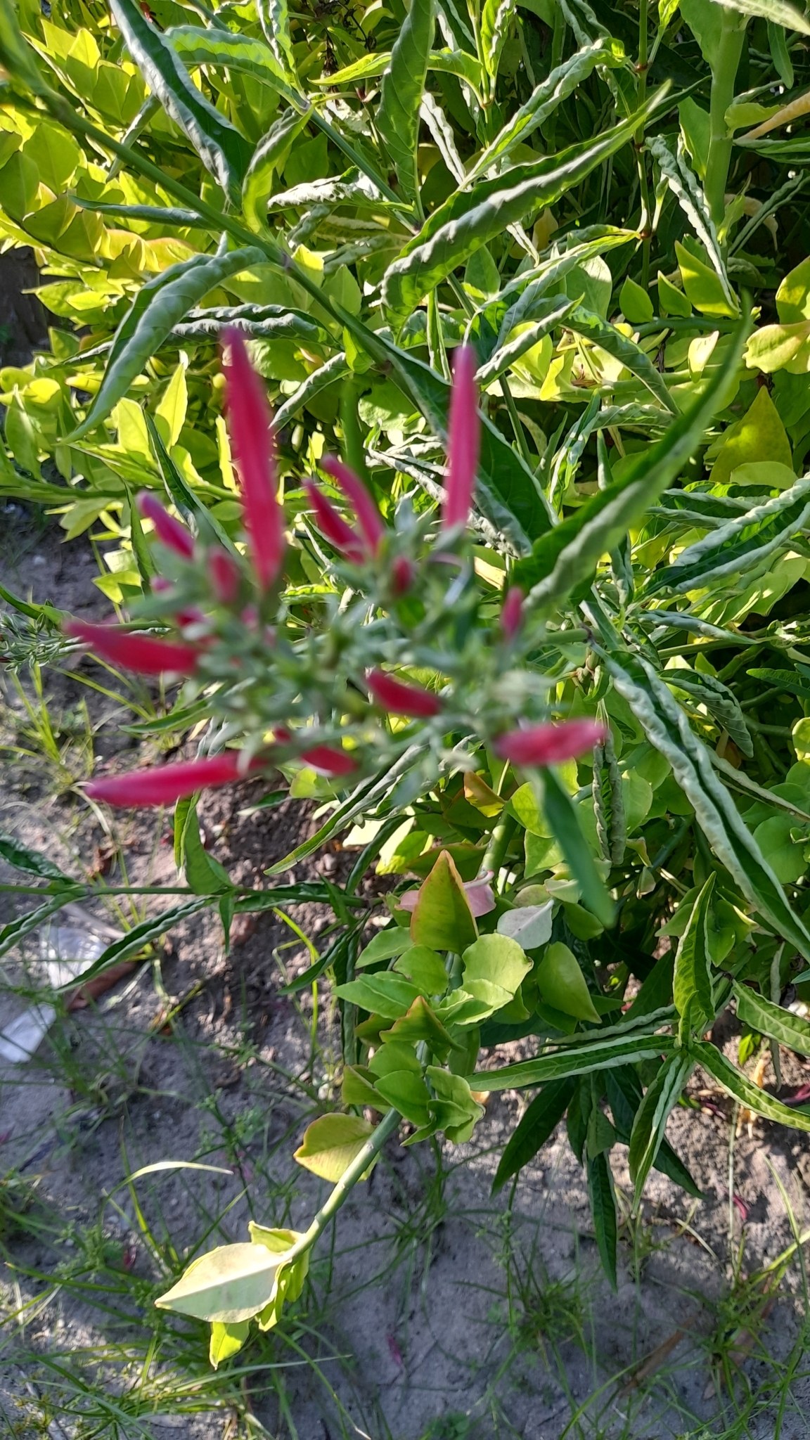 Justicia secunda Vahl