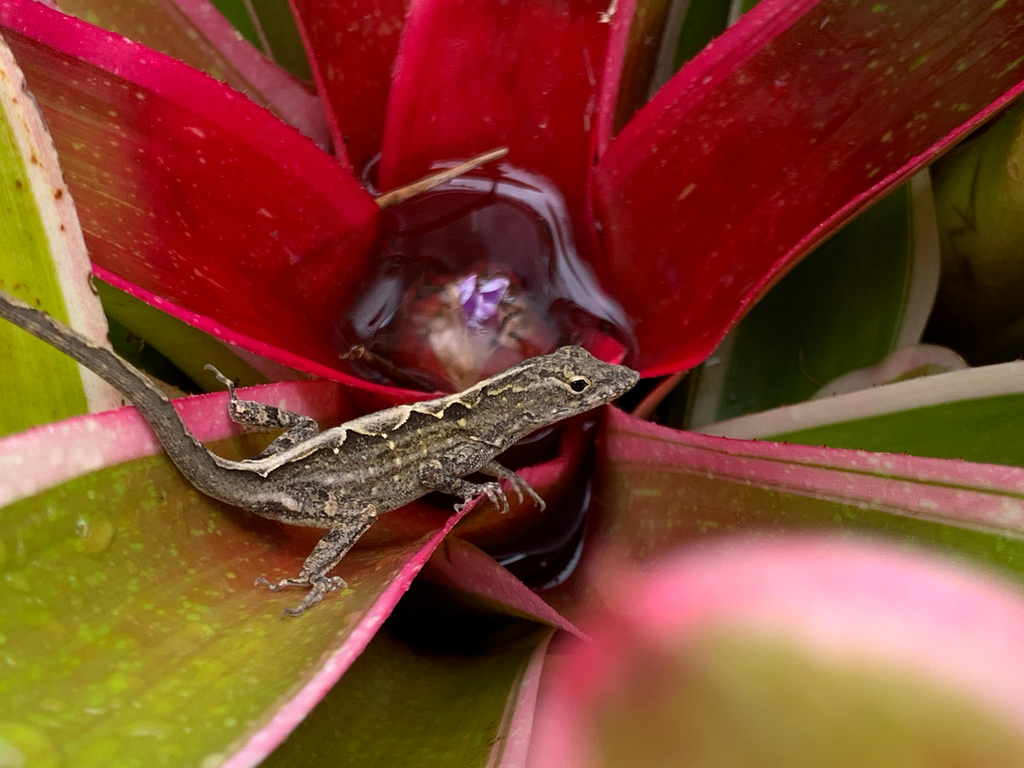Brown Anole in August 2021 by Diogmites_Neo · iNaturalist