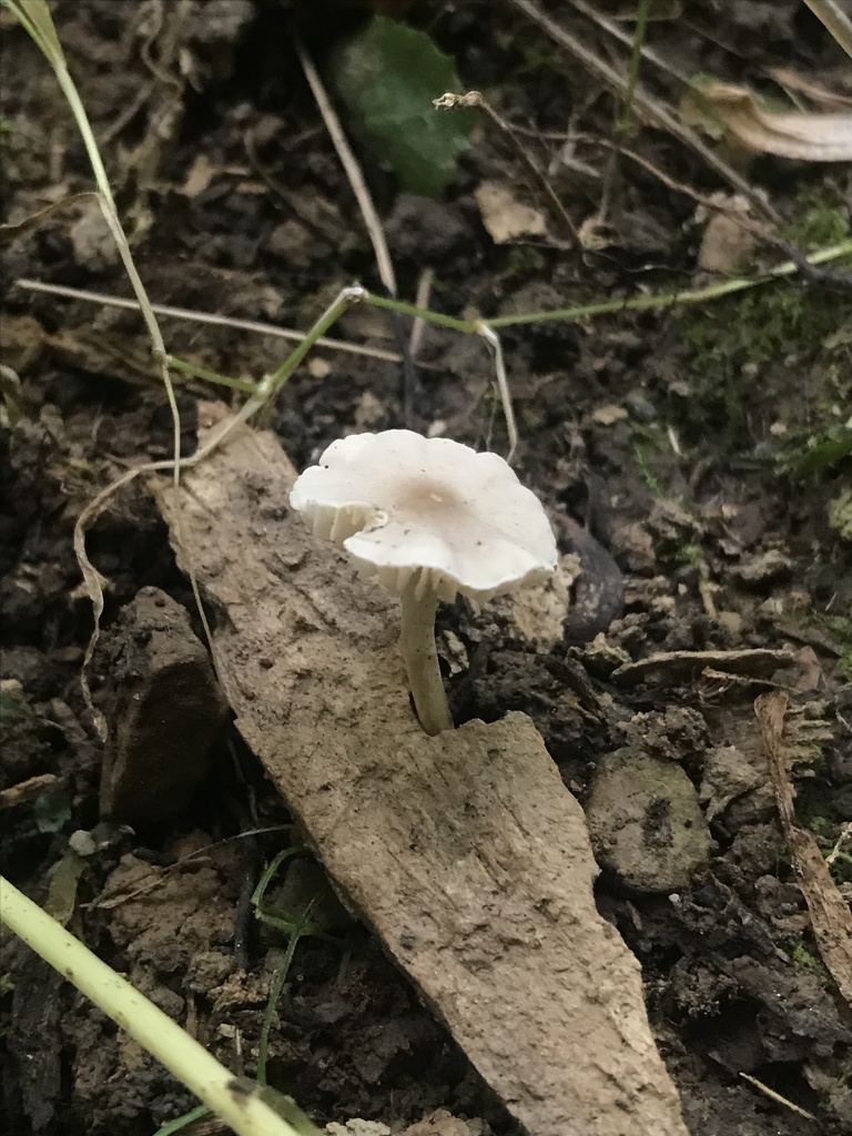Crazed Caps from Albert Johnson Rd, Nashville, IN, US on August 17 ...