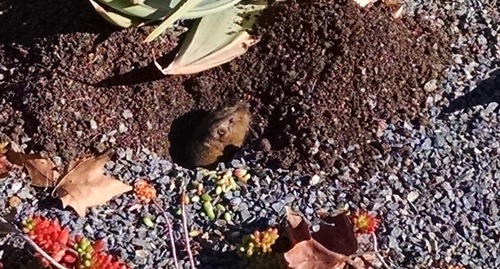 Botta's Pocket Gopher (Reptiles, Amphibians and Mammals of Foothill ...