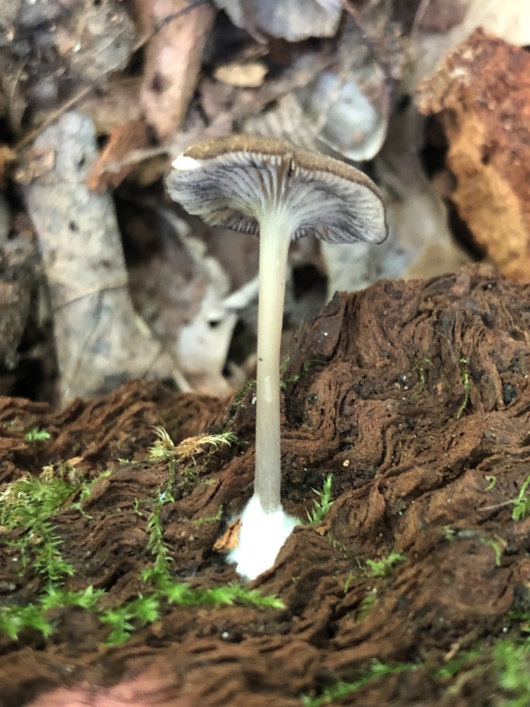 Cyanula from Indiana Dunes State Park, Chesterton, IN, US on August 17 ...