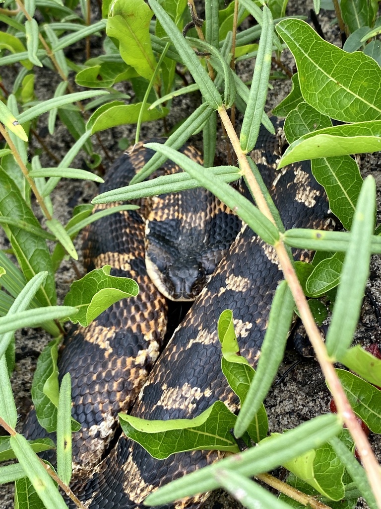 Eastern Hognose Snake in August 2021 by Jason Ksepka · iNaturalist