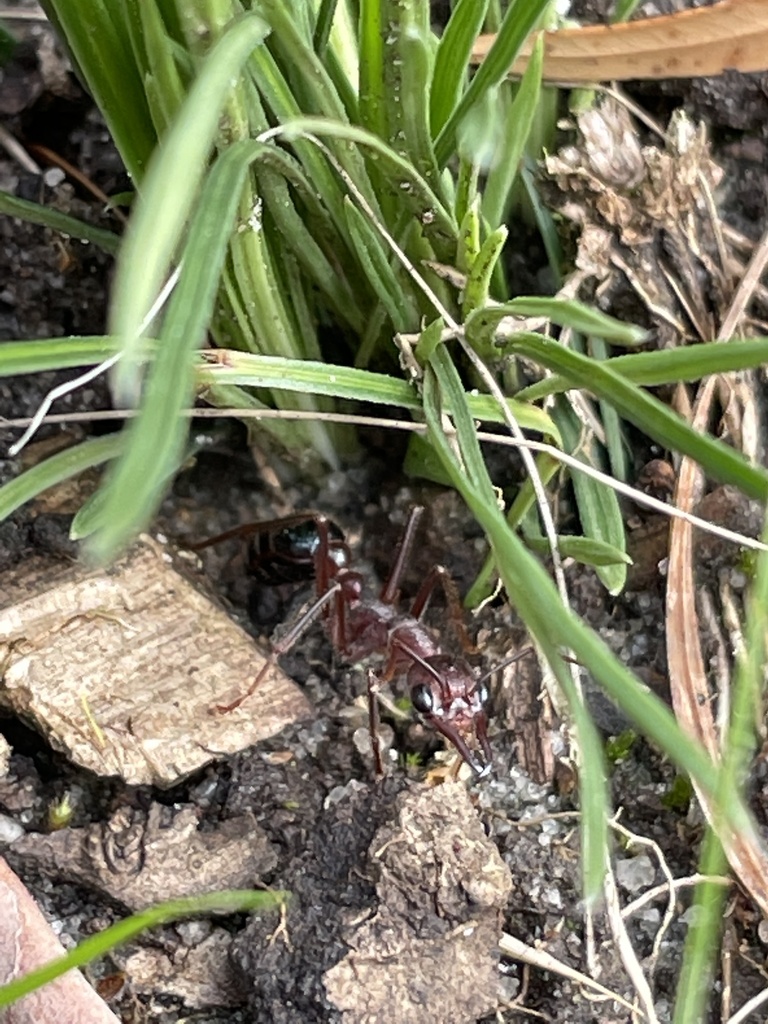 Inchman Ant from Frankston South, VIC, AU on August 18, 2021 at 10:10 ...