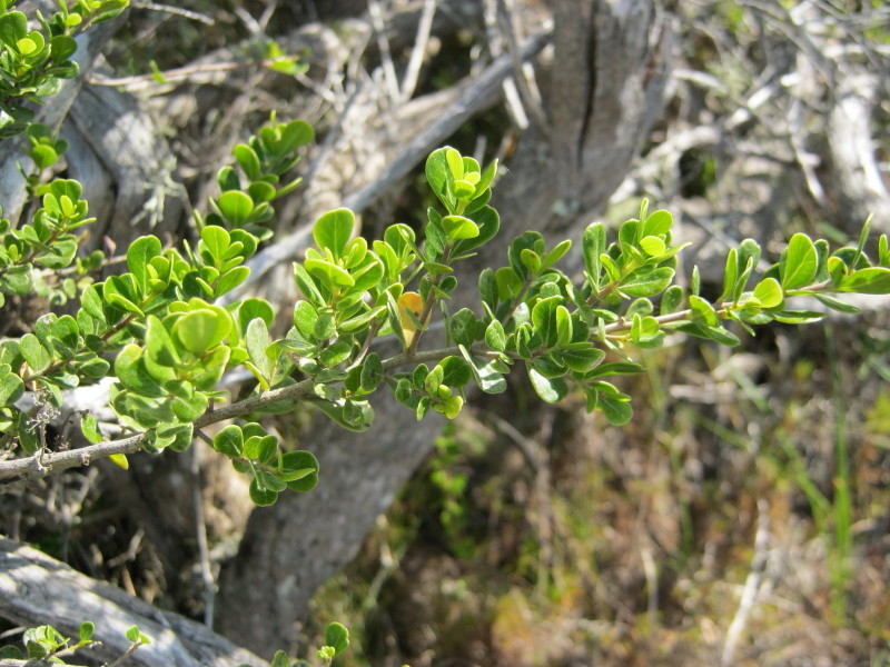Searsia lucida scoparia from Goukamma Nature Reserve: All over the ...