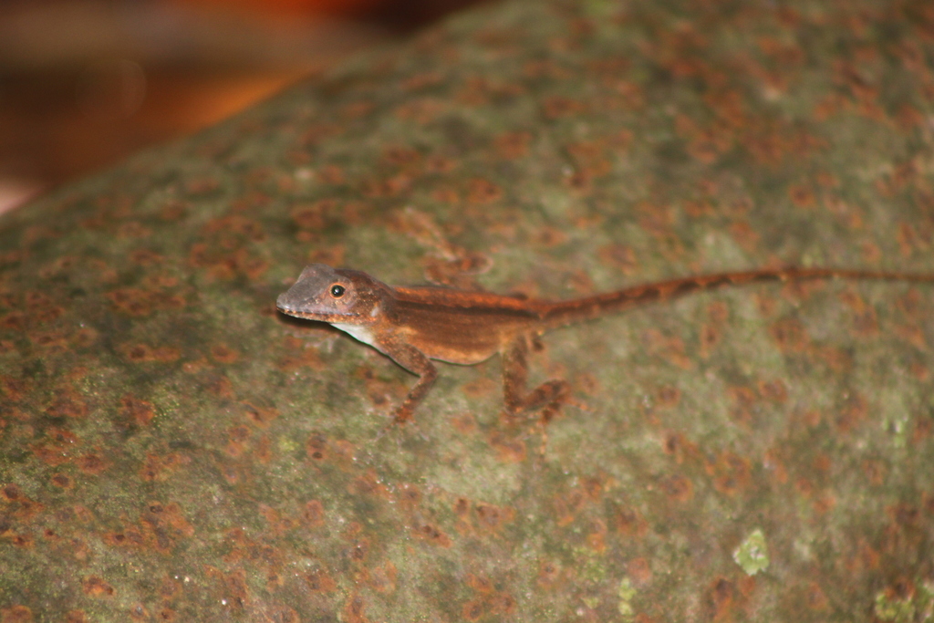Crested Anole from Coral Gables, FL, USA on August 15, 2021 by Lucas ...