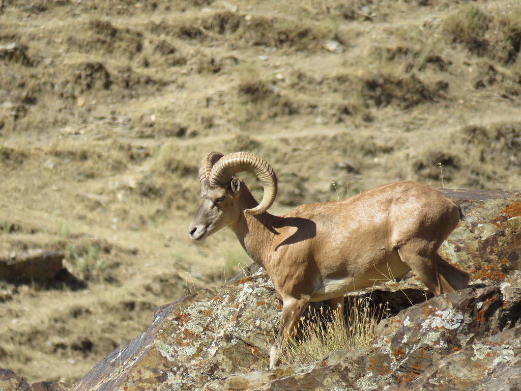 Severtzov's Argali (Ovis ammon severtzovi) - Know Your Mammals