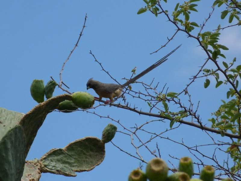 Namibian White-backed Mousebird from Farm Kyffhäuser, Maltahöhe ...