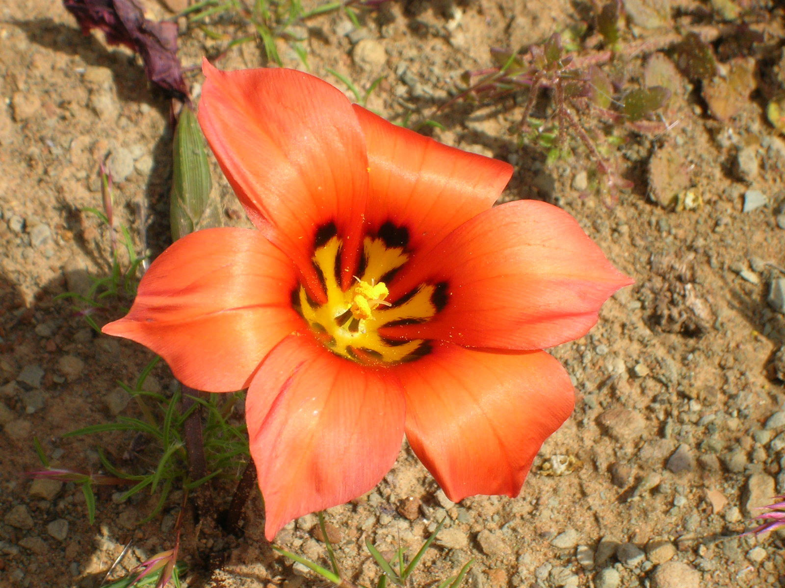 Romulea unifolia M.P.de Vos