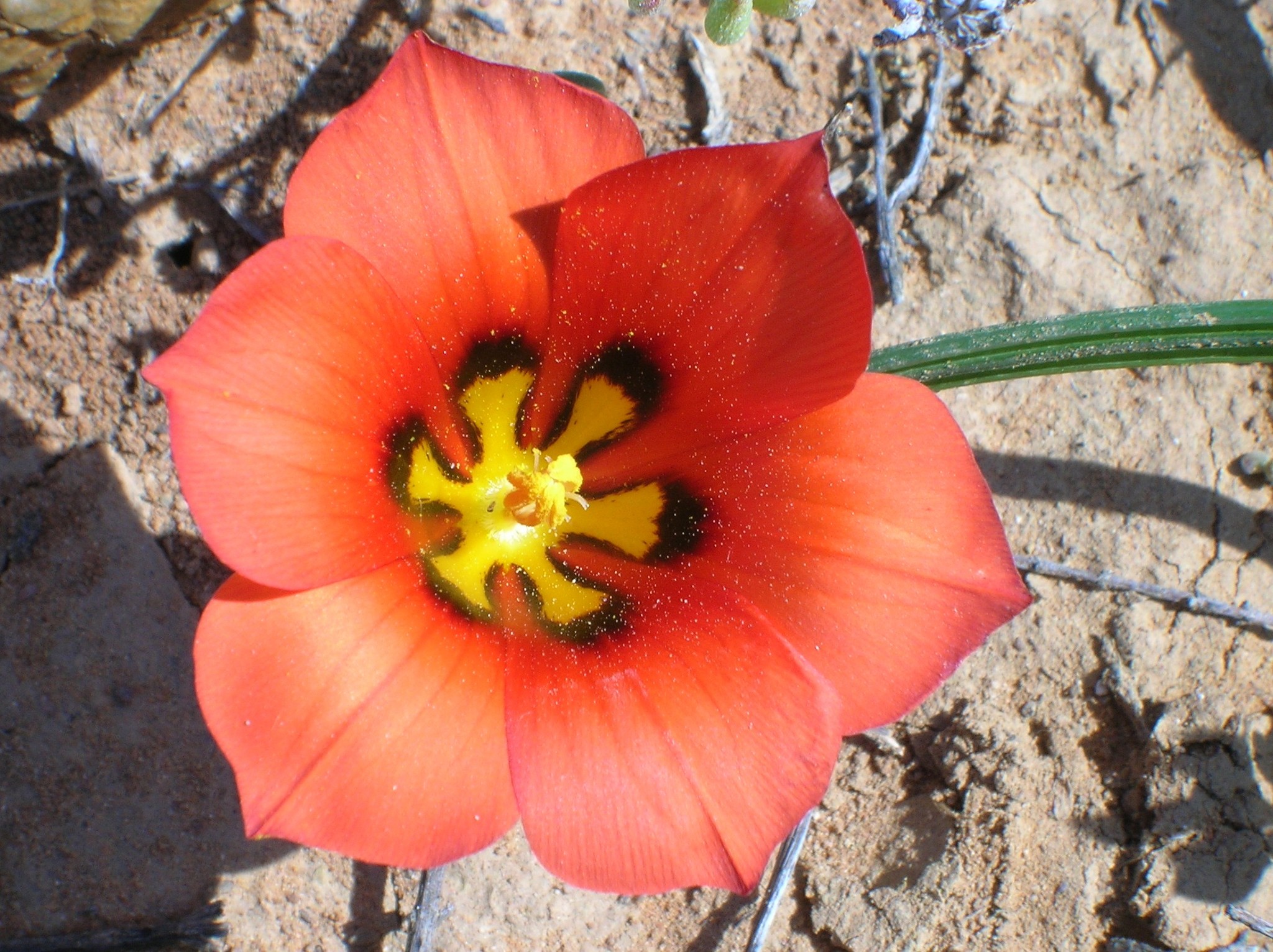 Romulea unifolia M.P.de Vos
