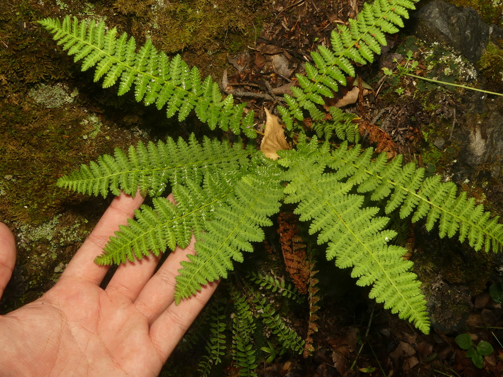 fragrant wood fern in August 2021 by Shaun Pogacnik · iNaturalist