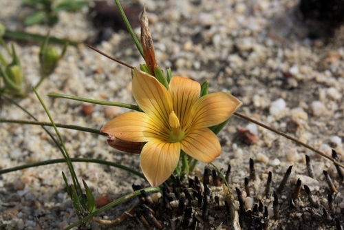 Variety Romulea setifolia setifolia · iNaturalist