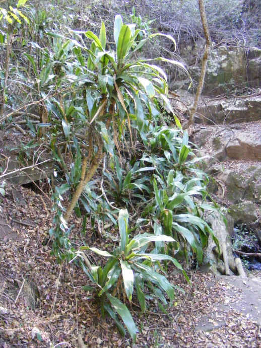 Large-leaved Dragon Tree from Umgeni River Nature Reserve: Umgeni River ...