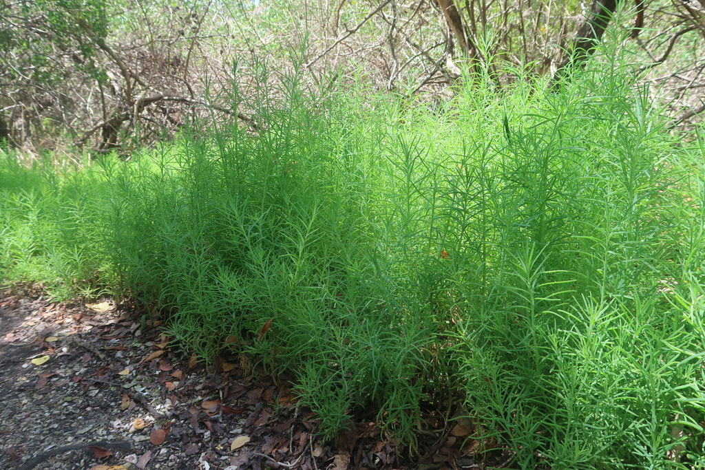 dicots from Mound Key Archaeological State Park, FL, US on May 9, 2021 ...