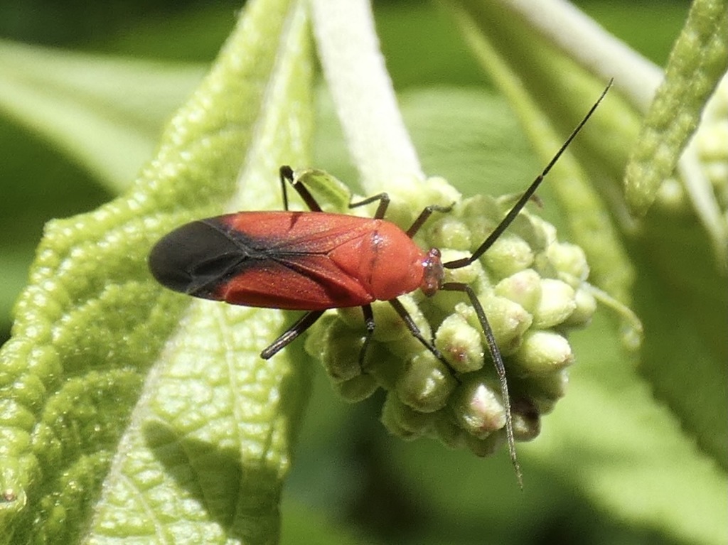 Scarlet Plant Bugs from Garrett County, MD, USA on July 11, 2021 at 12: ...