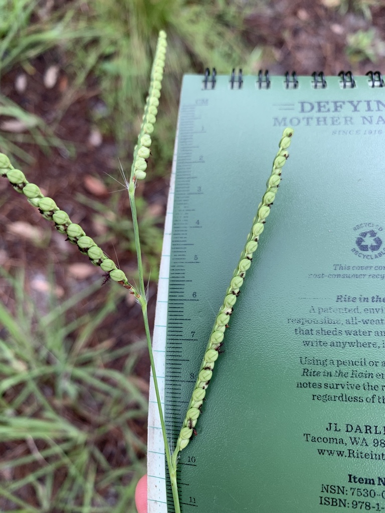 Paspalum laeve circulare from Julington-Durbin Creek Preserve ...