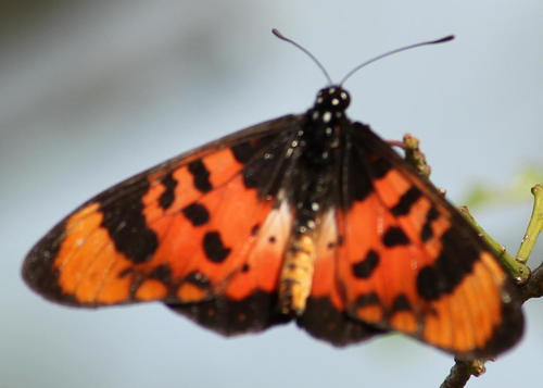 Acraea acara acara (kruger national Insects) · BioDiversity4All