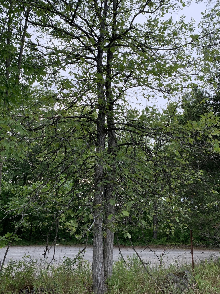 rock elm from Frontenac, Ontario, Canada on August 17, 2021 at 06:24 PM ...