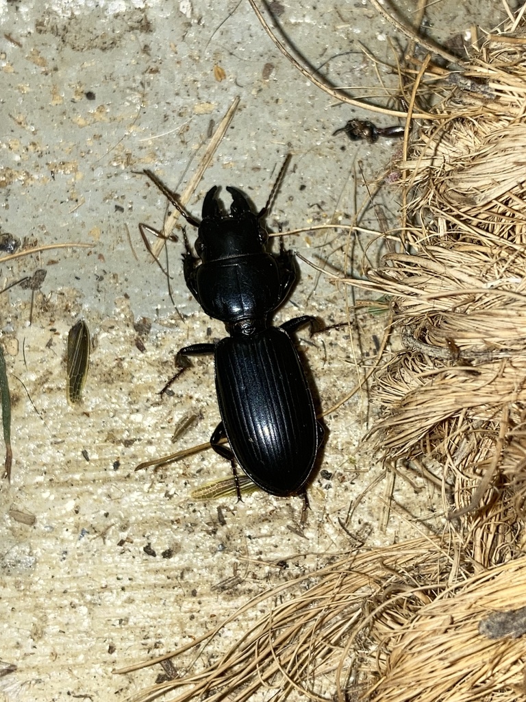 Big-headed Ground Beetle from Zinn Chapel Rd, Reedsville, WV, US on ...