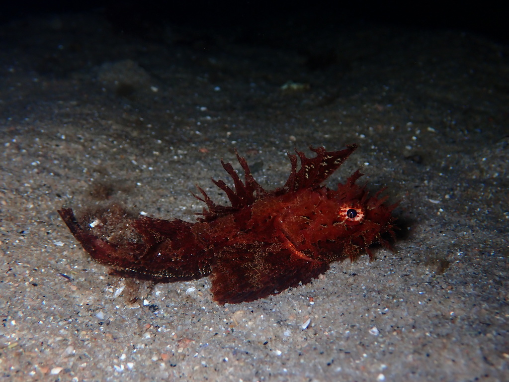 Sea Raven (Hemitripterus americanus) - Marine Life Identification
