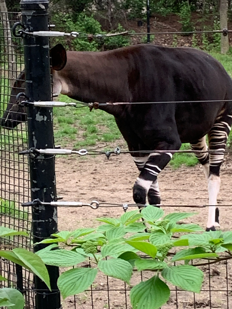 Okapi on April 27, 2019 at 09:22 AM by Harlem S. · iNaturalist