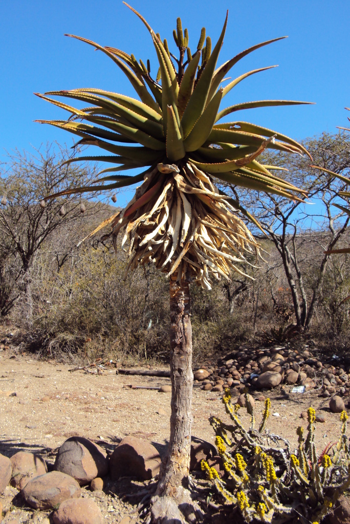 Bottlebrush Aloe from Muden, Natal on August 11, 2012 by georgfritz ...