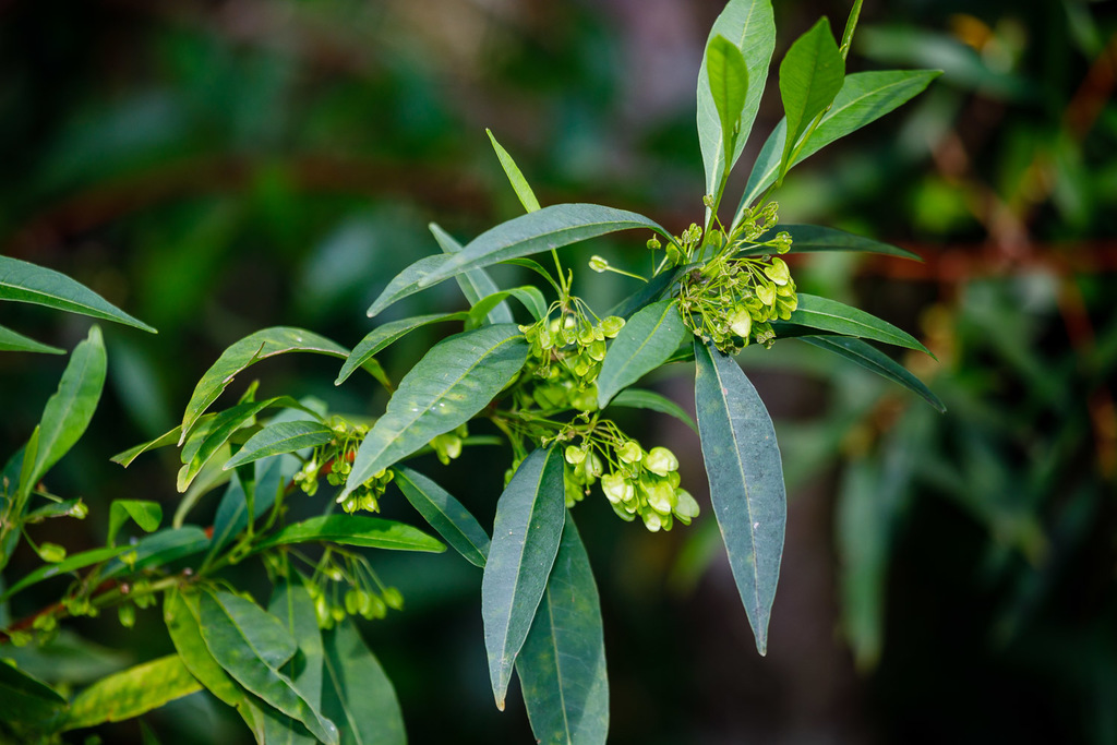 Common Hop Bush from Springbrook QLD 4213, Australia on August 17, 2021 ...