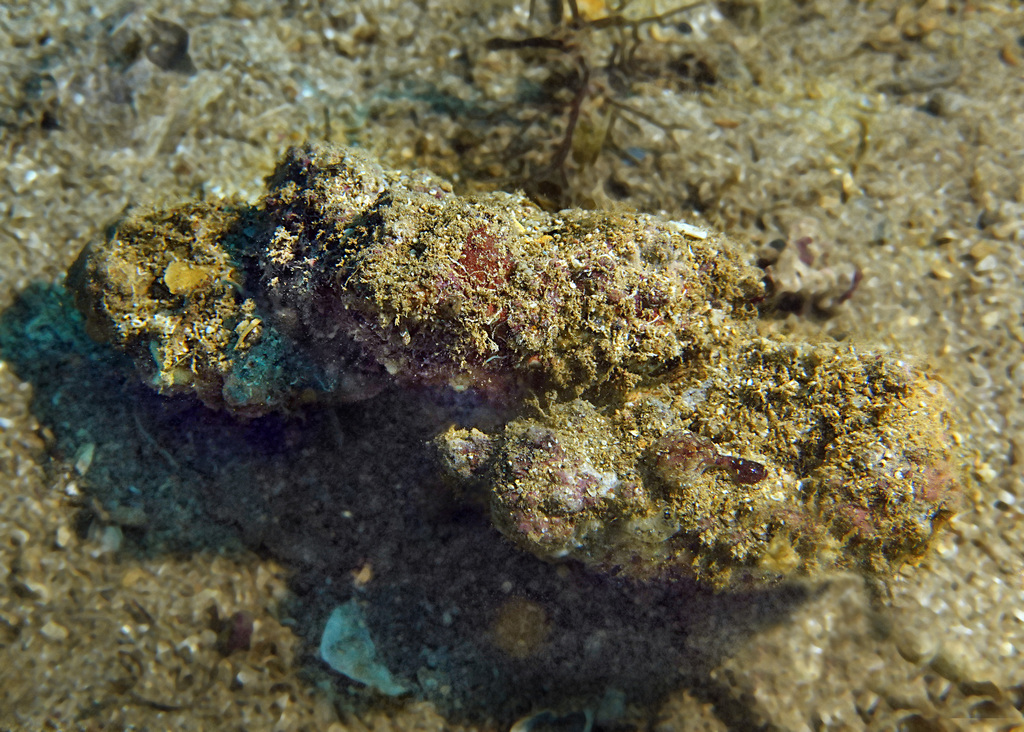 Horrid Elbow Crab from Point Murat, Exmouth, WA, Australia on August 17 ...