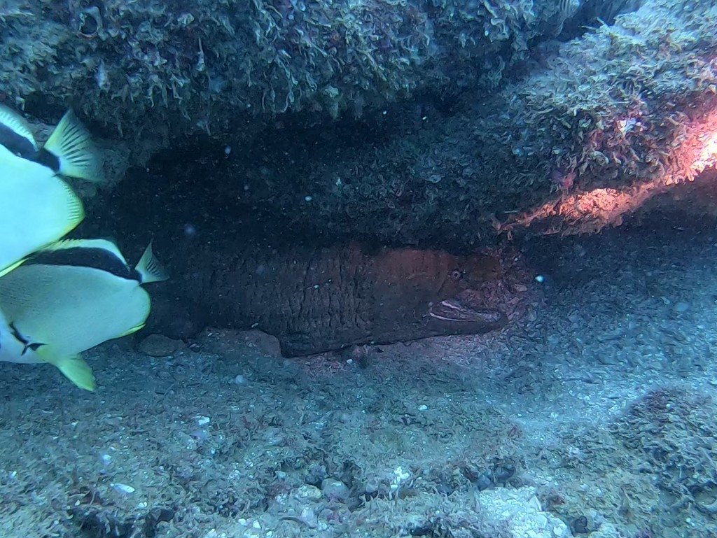 Chestnut Moray from Manta, Ecuador on May 29, 2021 at 08:15 AM by ...