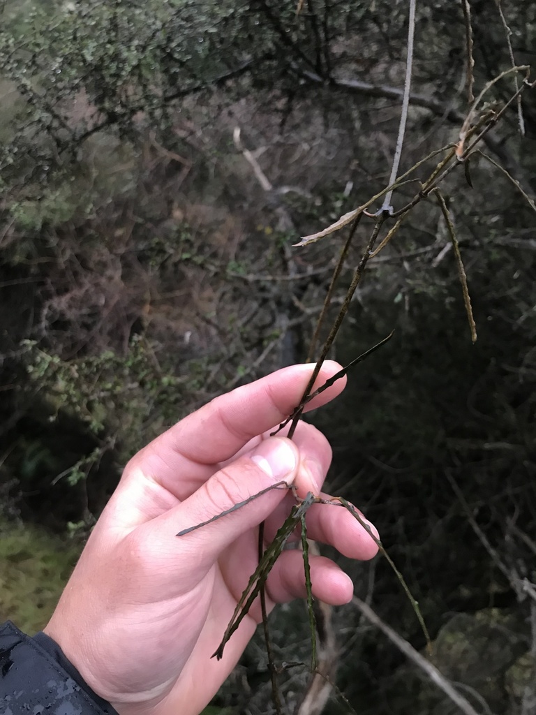 Parsonsia capsularis tenuis from Queenstown Lakes, Coronet Peak, Otago ...