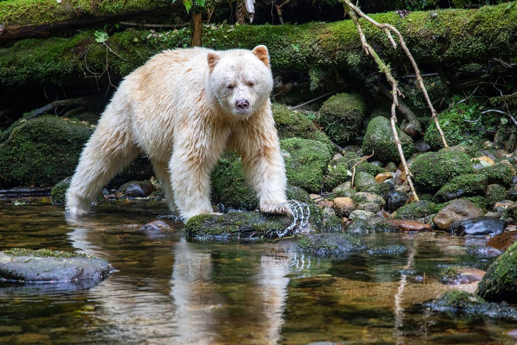 Kermode Bear in September 2017 by Sherry Kirkvold · iNaturalist