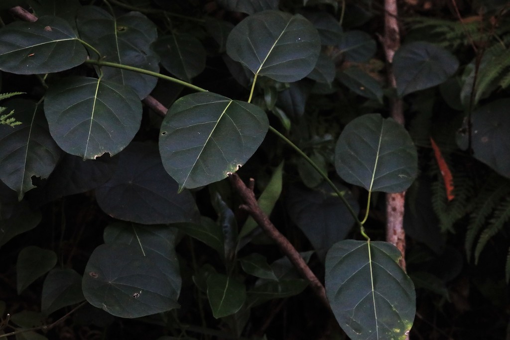 Common Milk Vine from Bonville NSW 2450, Australia on August 17, 2021 ...