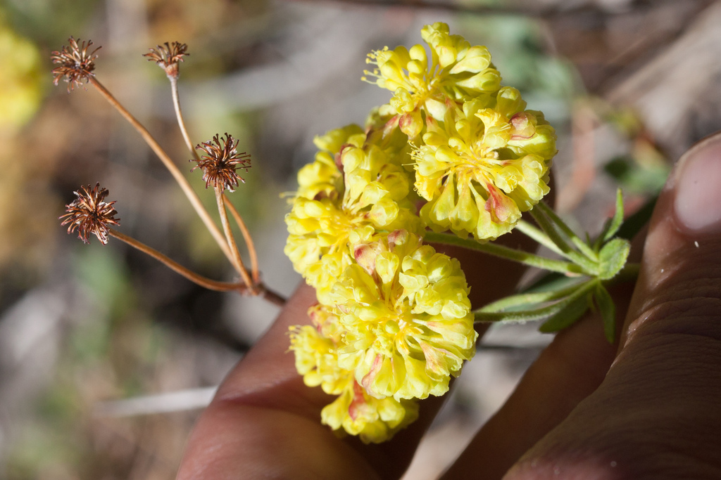 sulfur buckwheat from Sagehen Creek Field Station, Nevada County, CA ...