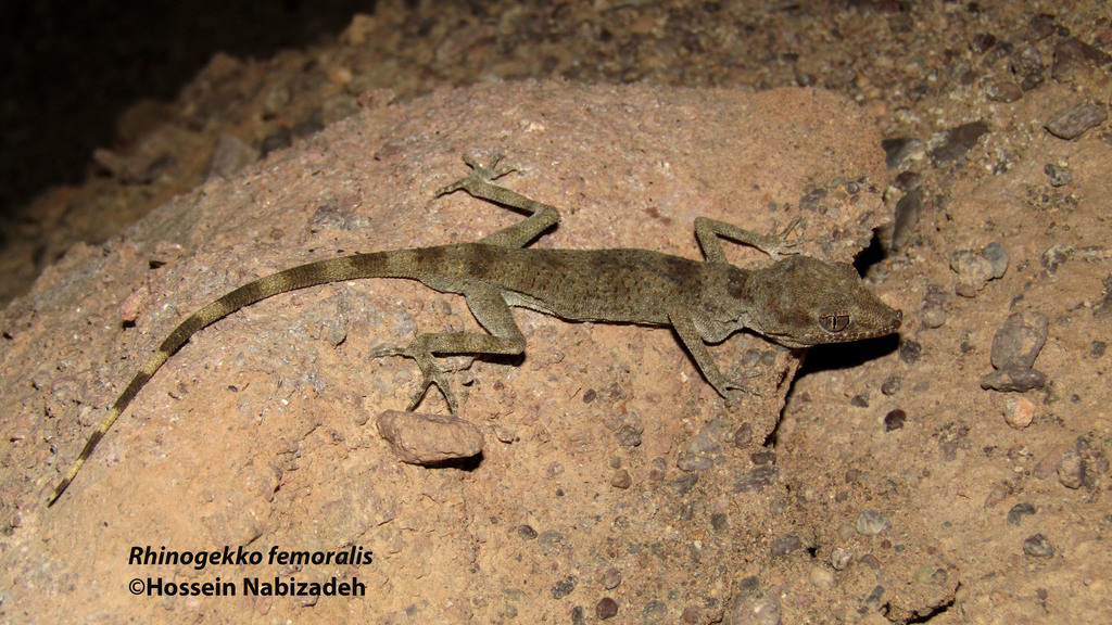 Sharp-tailed Spider Gecko from Saravan, Sistan and Baluchestan Province ...
