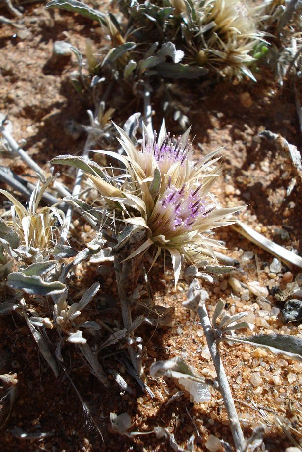 Common Karmedik (Dicoma capensis) - Botanical Realm