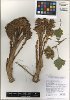 bottomland broomrape (Orobanche riparia) · iNaturalist