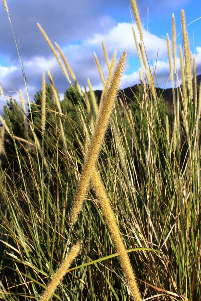 African Feather Grass (grasses of stellenbpsch) · iNaturalist