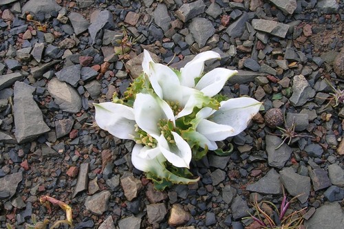 Colchicum crispum · iNaturalist