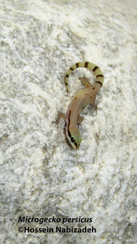 Subspecies Microgecko persicus persicus · iNaturalist