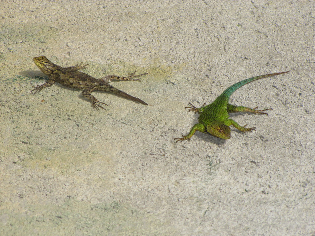 Spiny Lizards from El Volcán, Nicaragua on April 23, 2011 at 02:17 PM ...