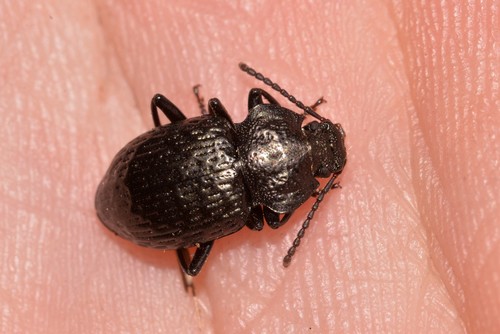 Adelium geminatum · iNaturalist