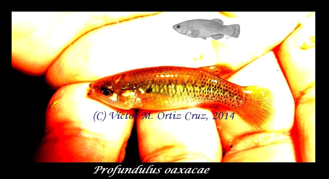 Profundulidae