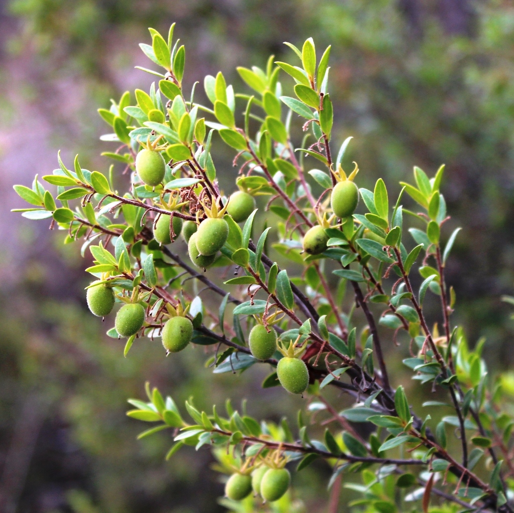 Cape Starapple (Boland Granite Fynbos) · iNaturalist