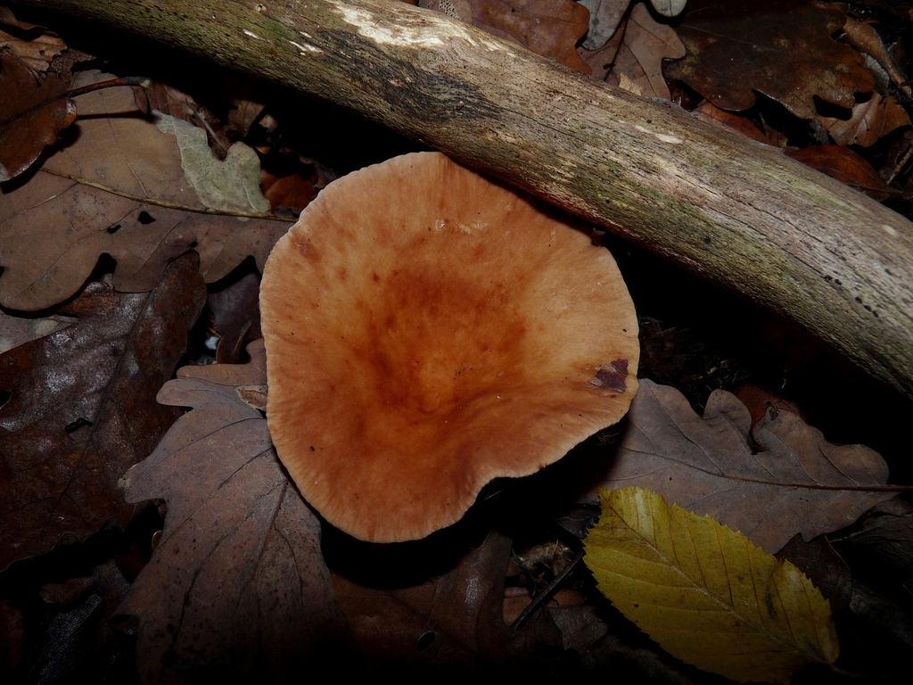 Birch Milkcap from Jennersdorf, Österreich, rö on October 31, 2020 at ...