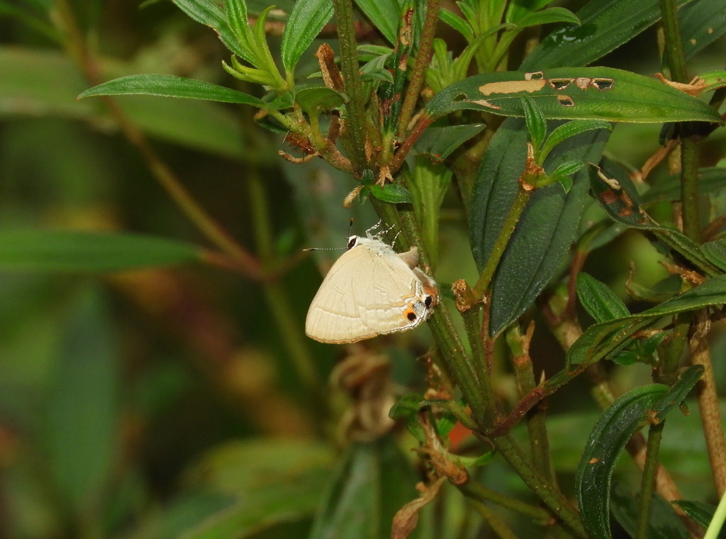 Common Red Flash from Bukit Panjang, Singapore on August 18, 2021 at 04 ...