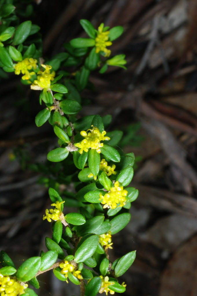 Pimelea hewardiana from Long Forest, Long Forest Rd, VIC 3340 ...