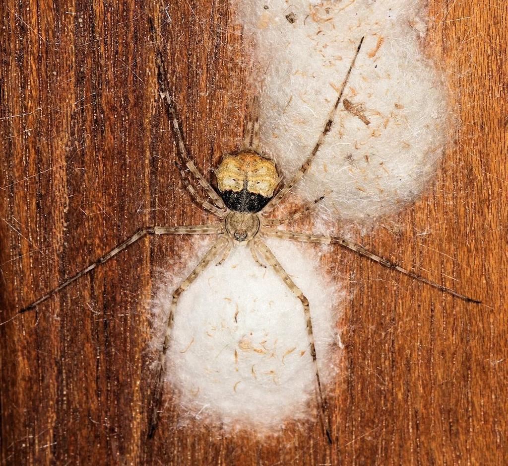 Common Long Spinnered Tree Spider from Blyde River Near Hoedspruit: On ...